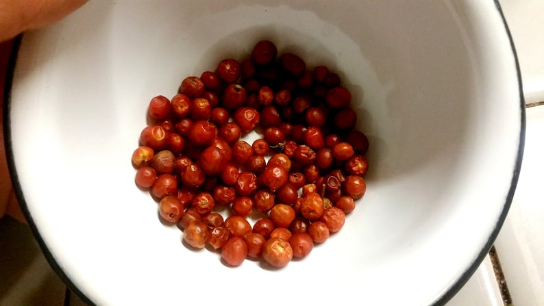 Chiltepin Sonoran Wild Peppers From Baja With Love - Etsy