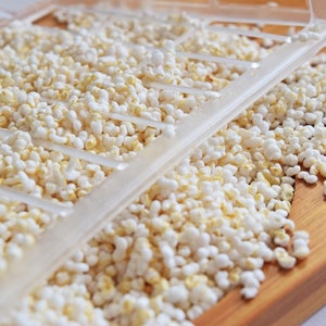 Toasted Amaranth Grains. Natural and Cooked With Honey From Baja With ...