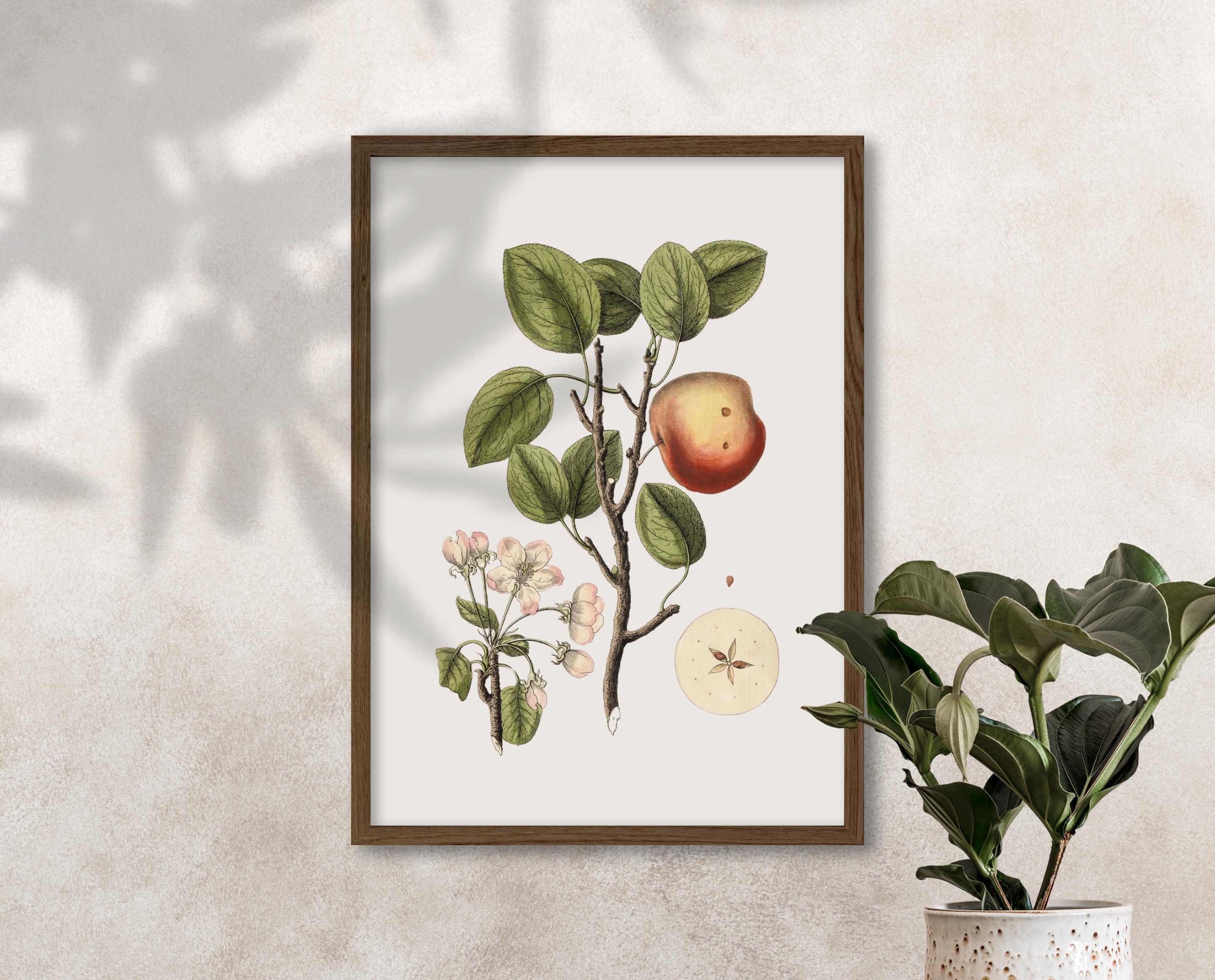 Botanical Apple Illustration, Vintage Apple Print, Apple Artwork Design ...