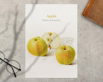Vintage Apple Illustration, Botanical Apple Artwork, Apple Design Print ...