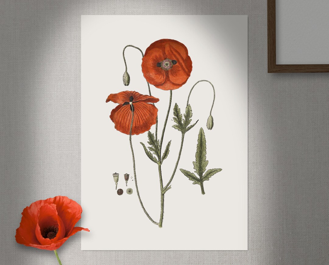 Poppy Wall Art, Vintage Poppy Illustration, Handdrawn Botanical Poppy ...