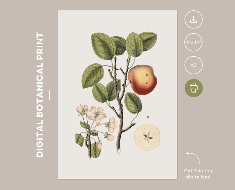 Botanical Apple Illustration, Vintage Apple Print, Apple Artwork Design ...