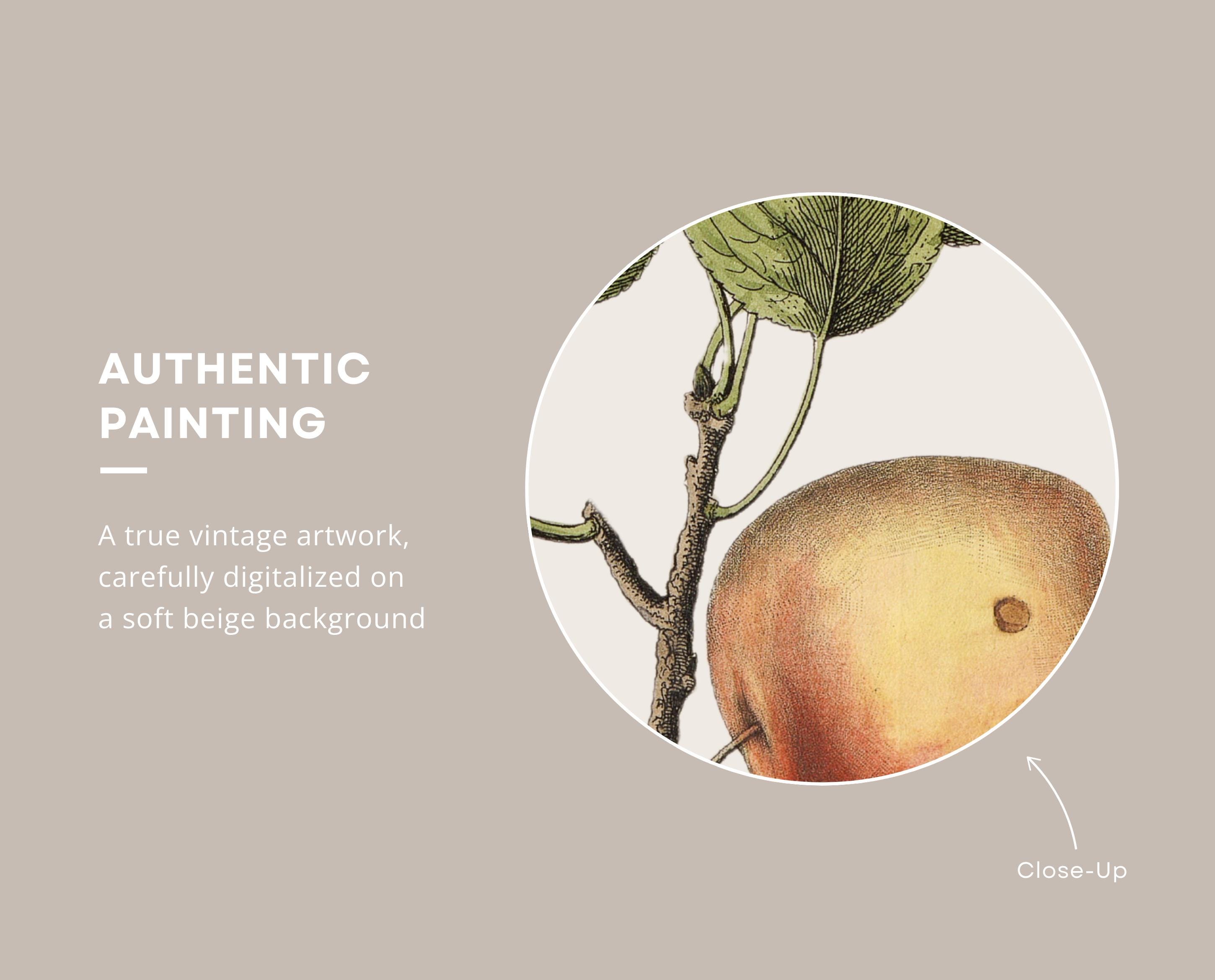 Botanical Apple Illustration, Vintage Apple Print, Apple Artwork Design ...