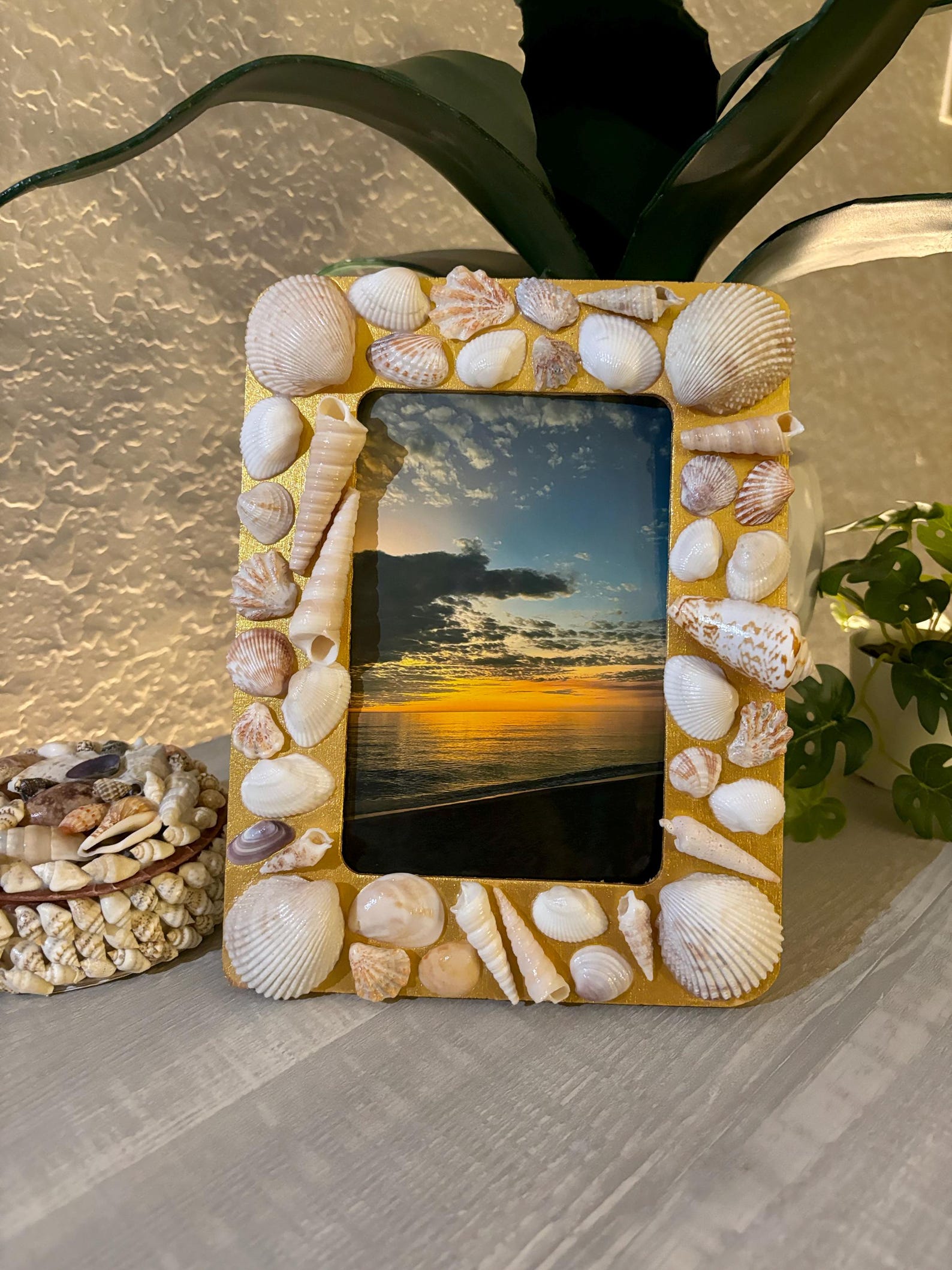 Seashell 4 X 6