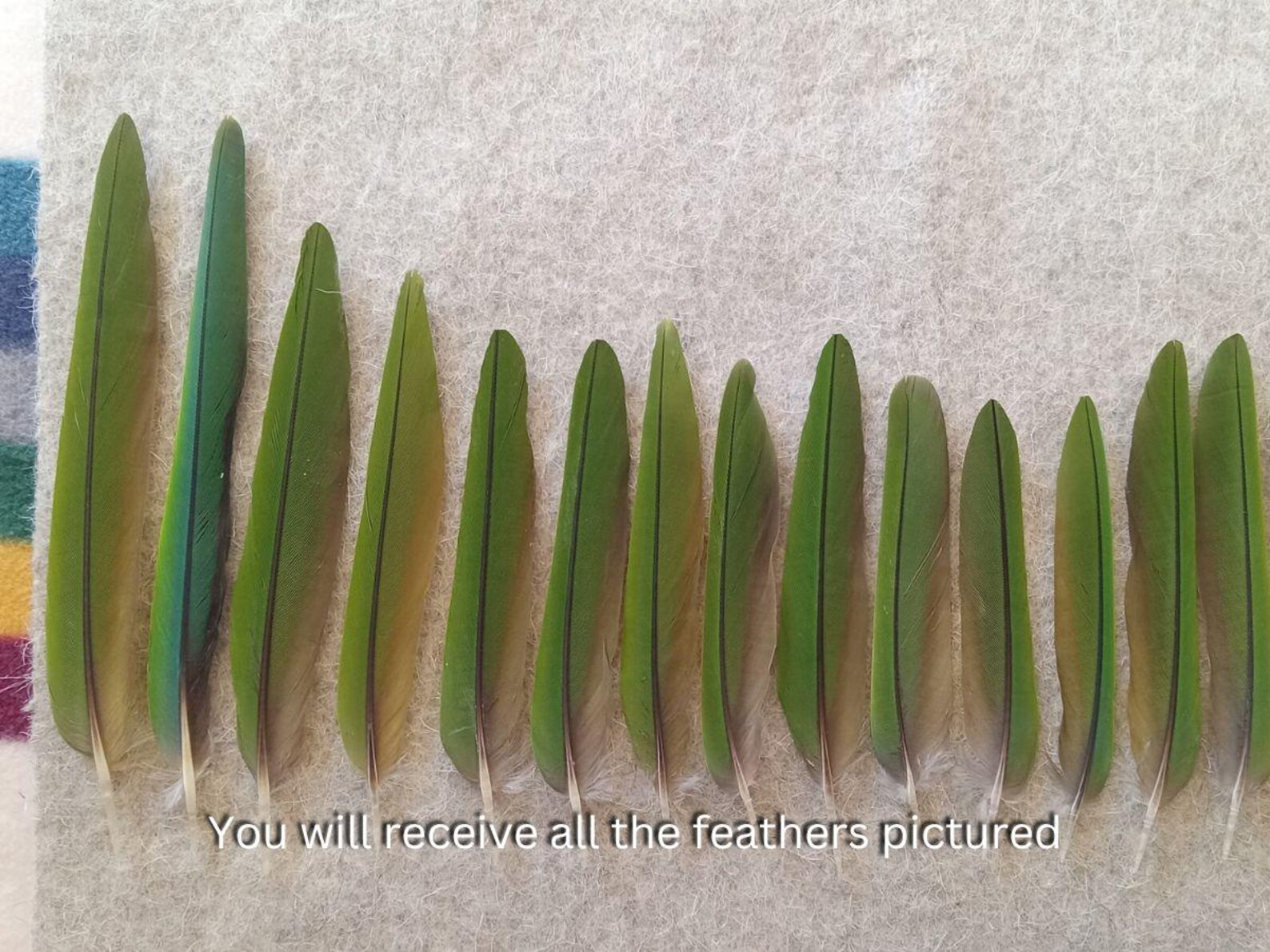 X114 - Conure Parrot Tail Feathers - Etsy