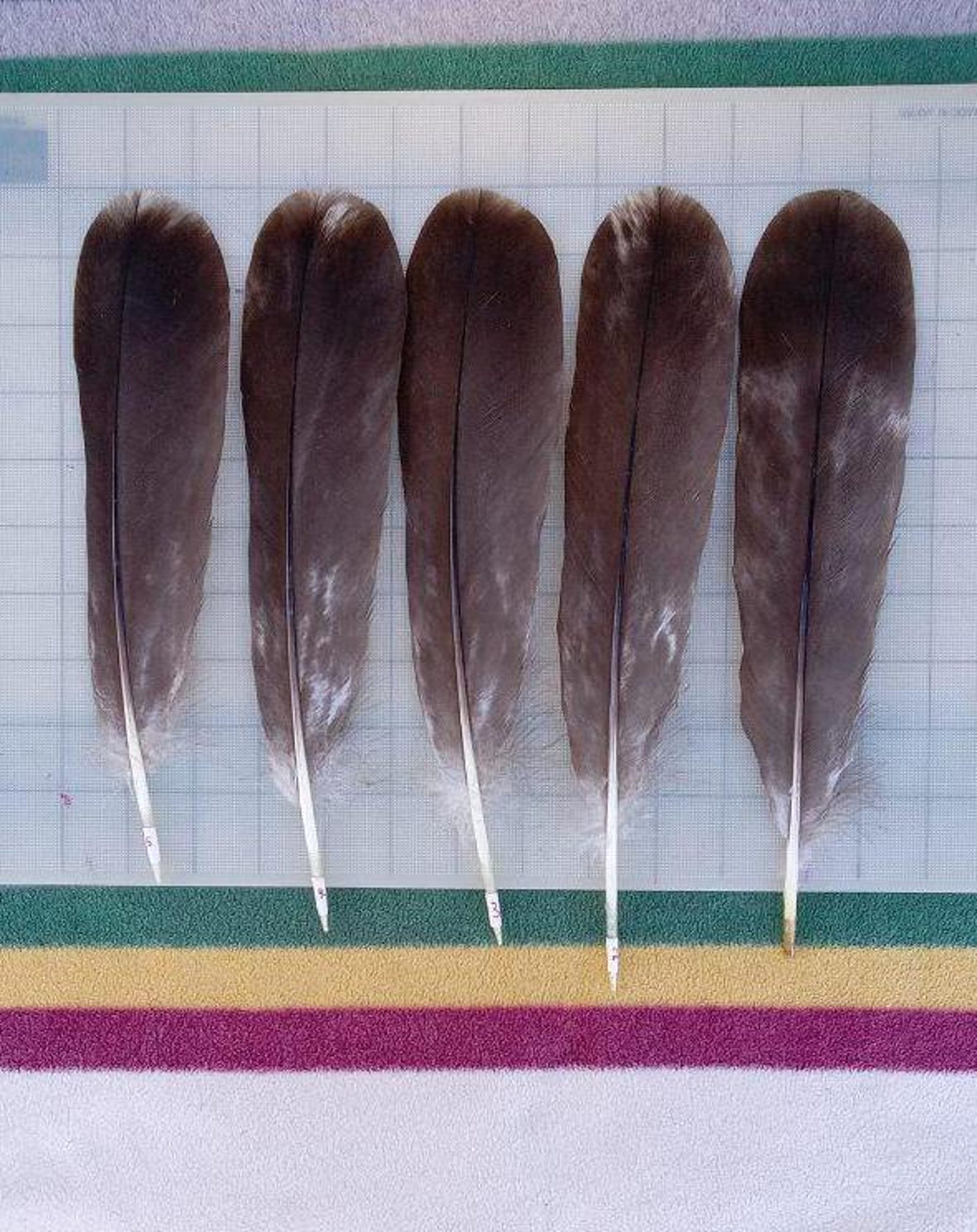 805 - Marbled Tail Feathers - Etsy