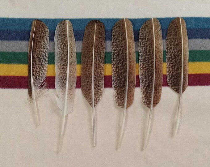 104 - Legal Hawk Feather Set - Etsy