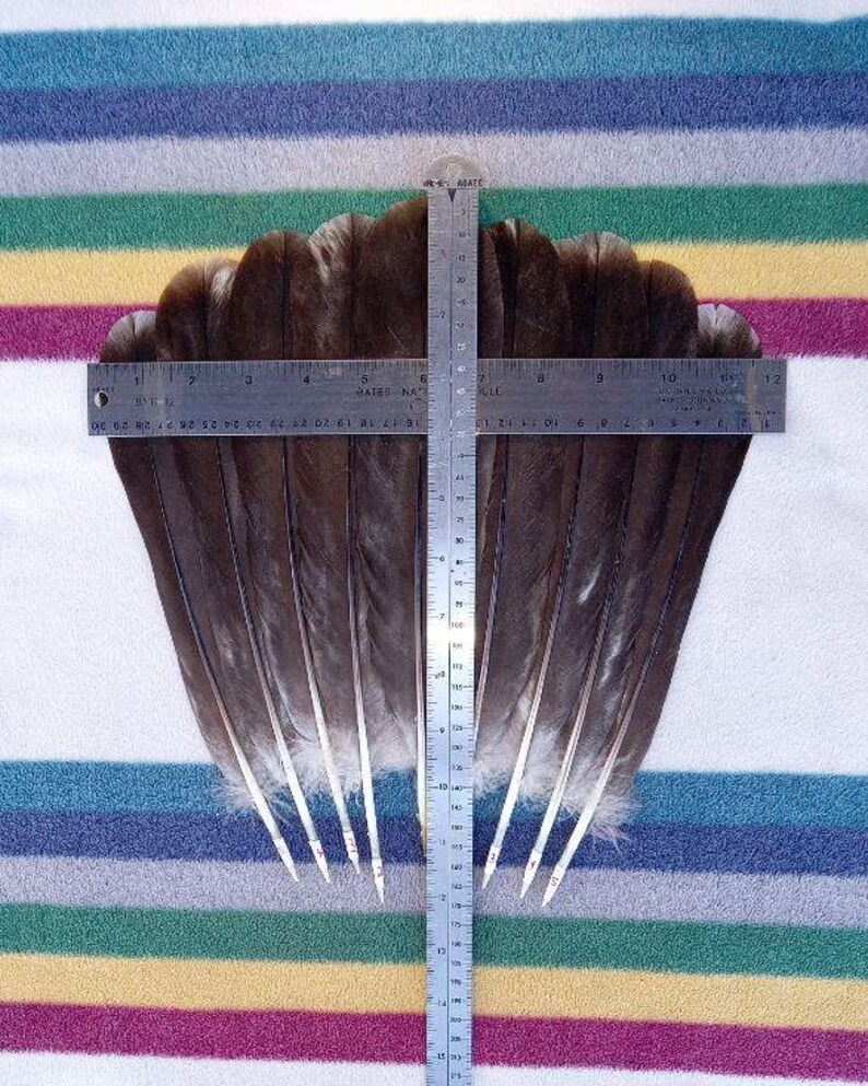 805 - Marbled Tail Feathers - Etsy