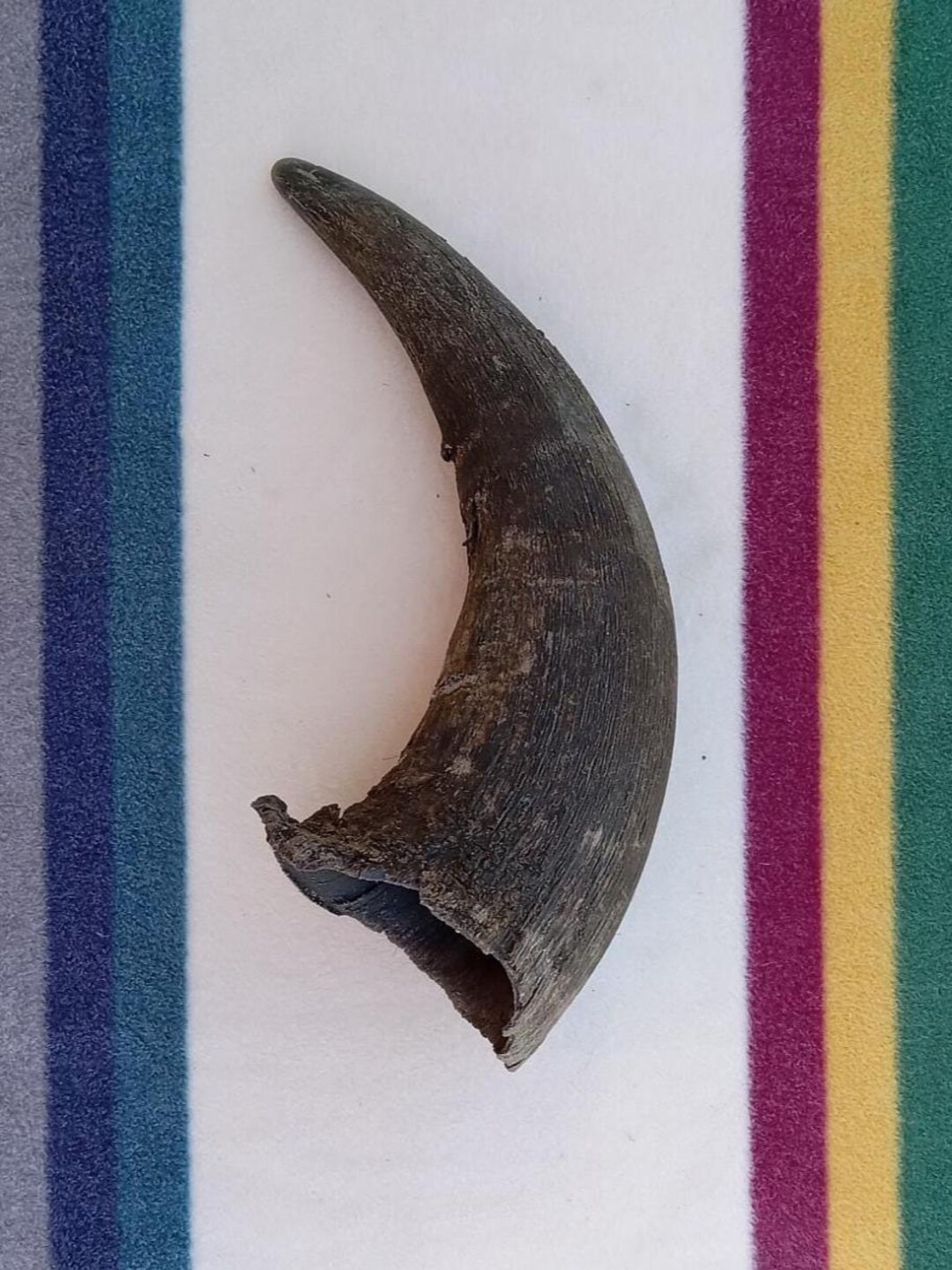G402 - Buffalo/american Bison Horn Cap - Etsy