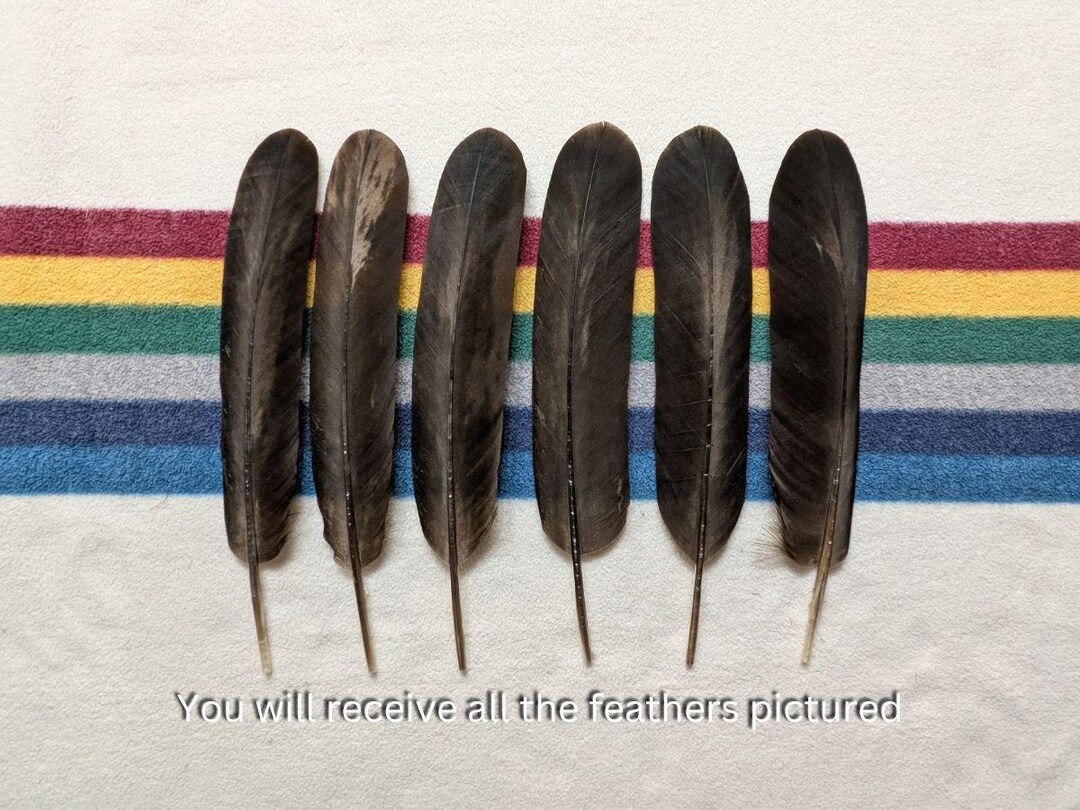 H153 - Legal Hawk Feather Set - Etsy