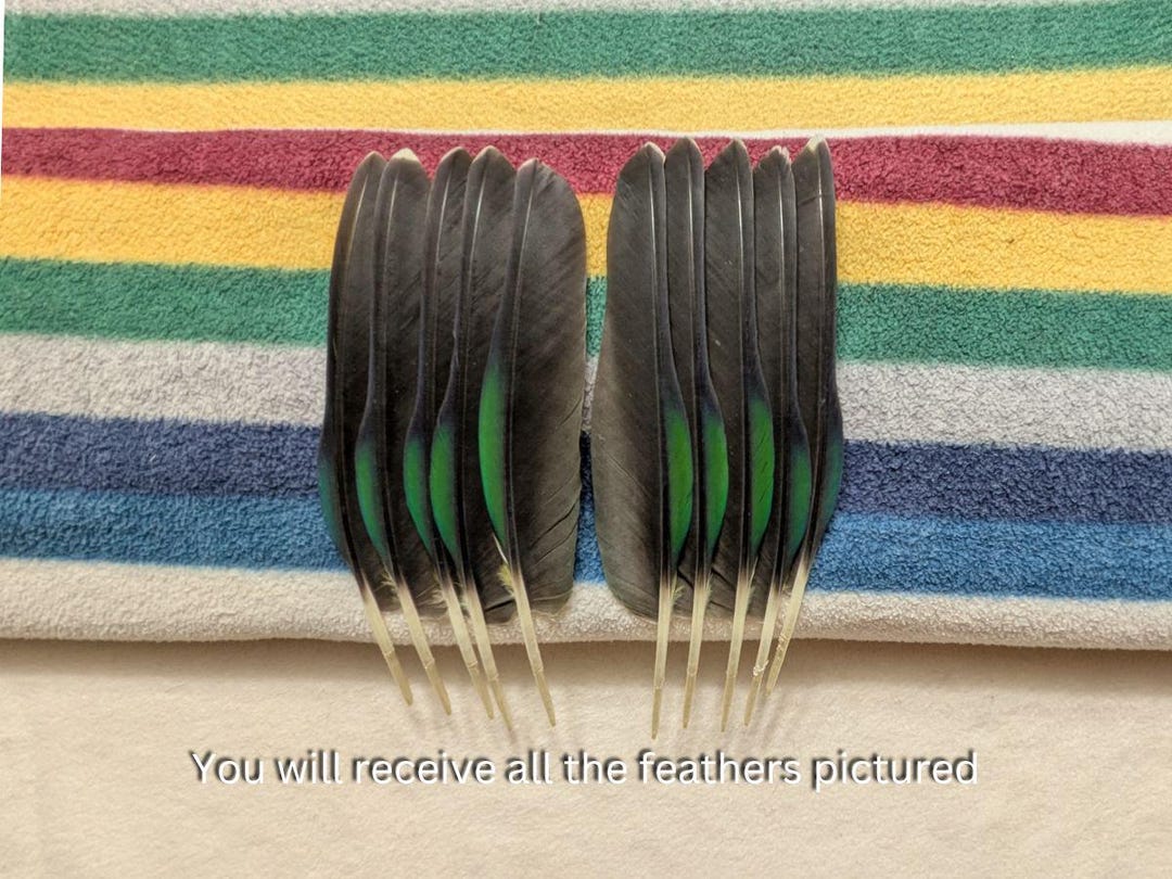 X545 - Amazon Primary Wing Feathers - Etsy