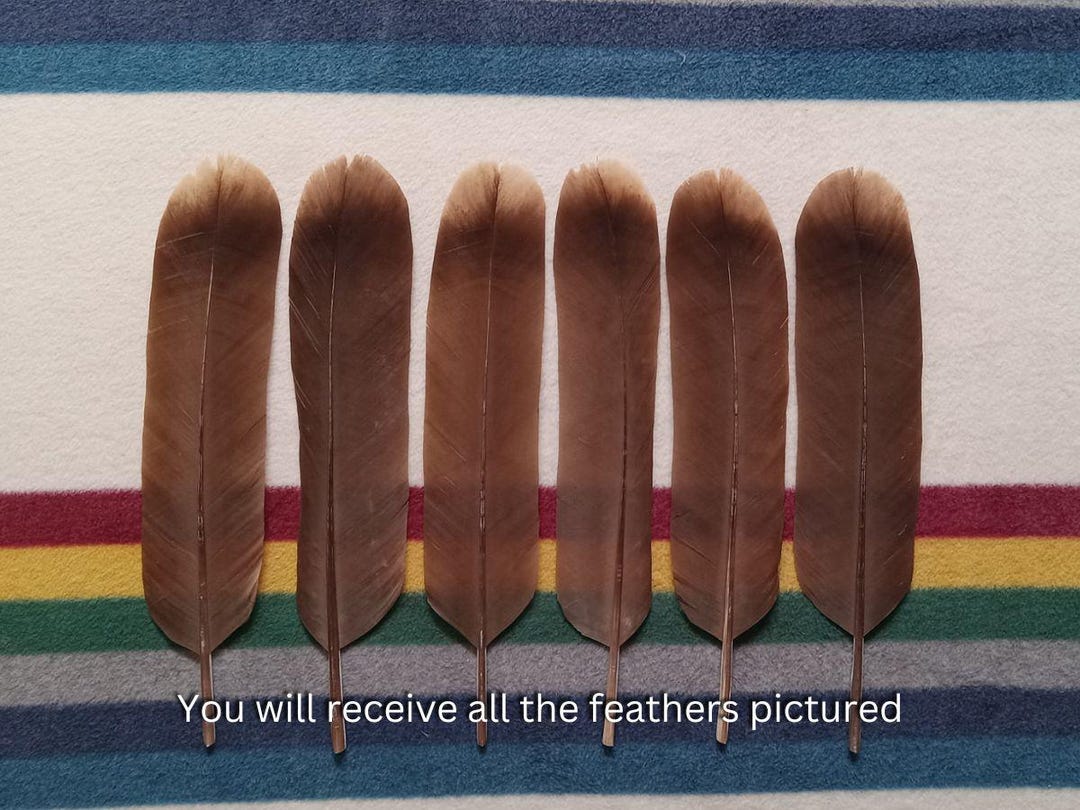 H124 - Legal Hawk Feather Set - Etsy