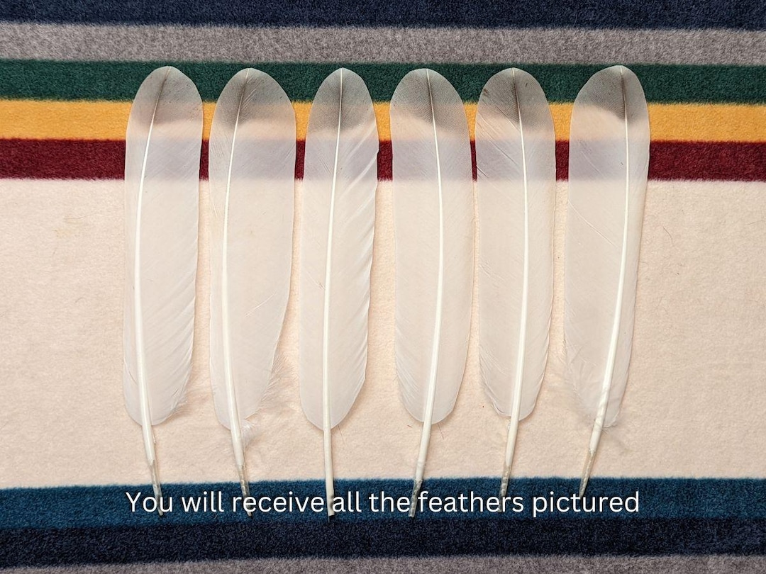 H138 - Legal Hawk Feather Set - Etsy