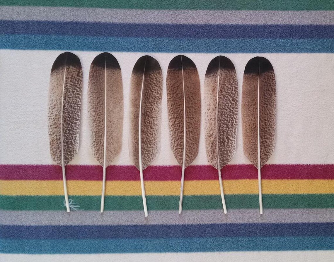 136 - Legal Hawk Feather Set - Etsy