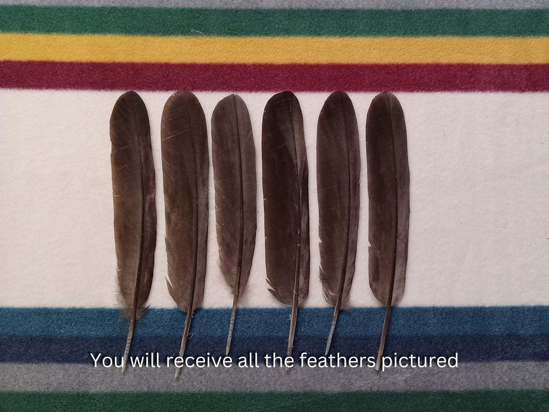 H117 - Legal Hawk Feather Set - Etsy