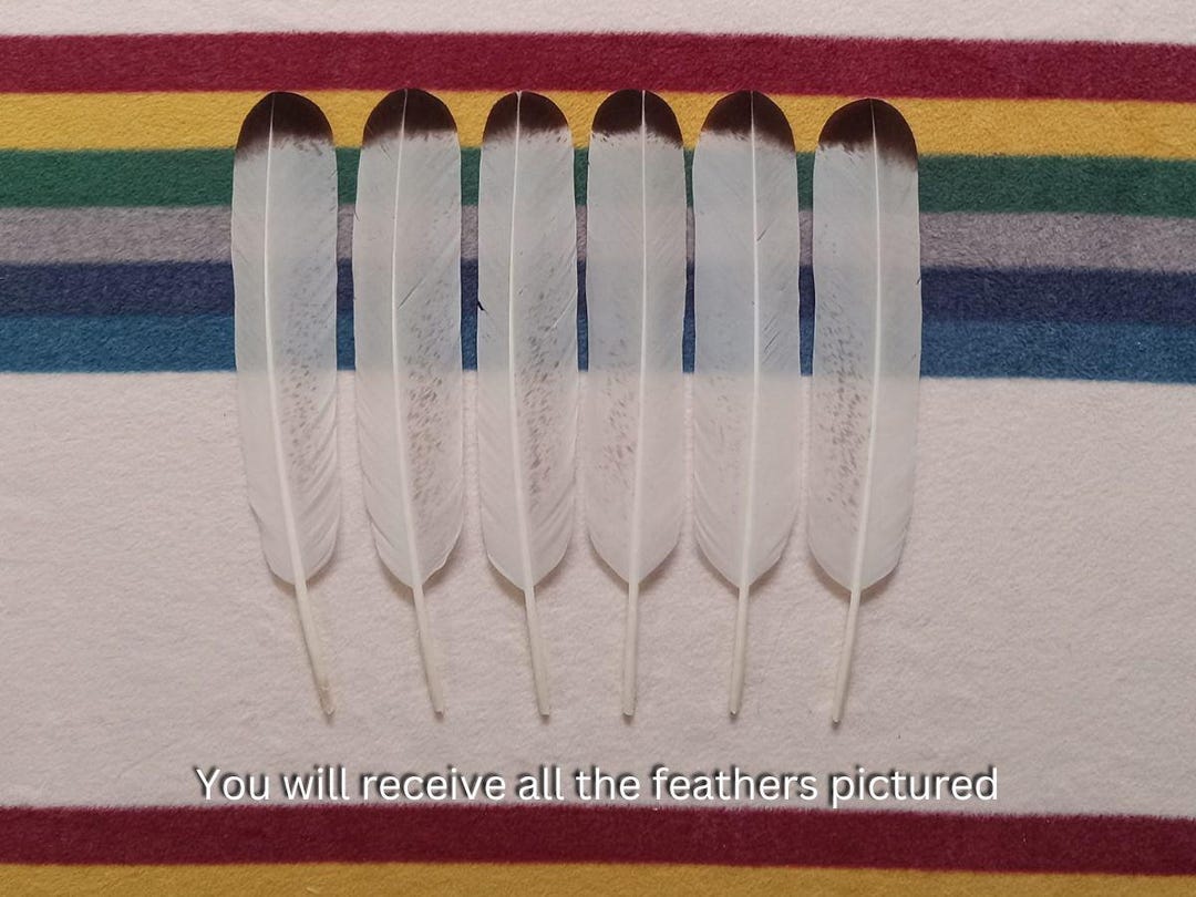 H125 - Legal Hawk Feather Set - Etsy