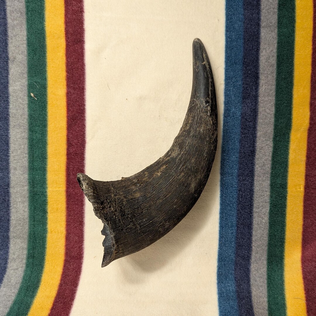 G412 - Buffalo/american Bison Horn Cap - Etsy