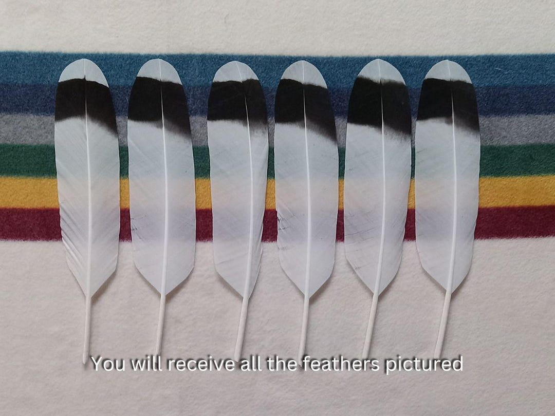 H113 - Legal Hawk Feather Set - Etsy