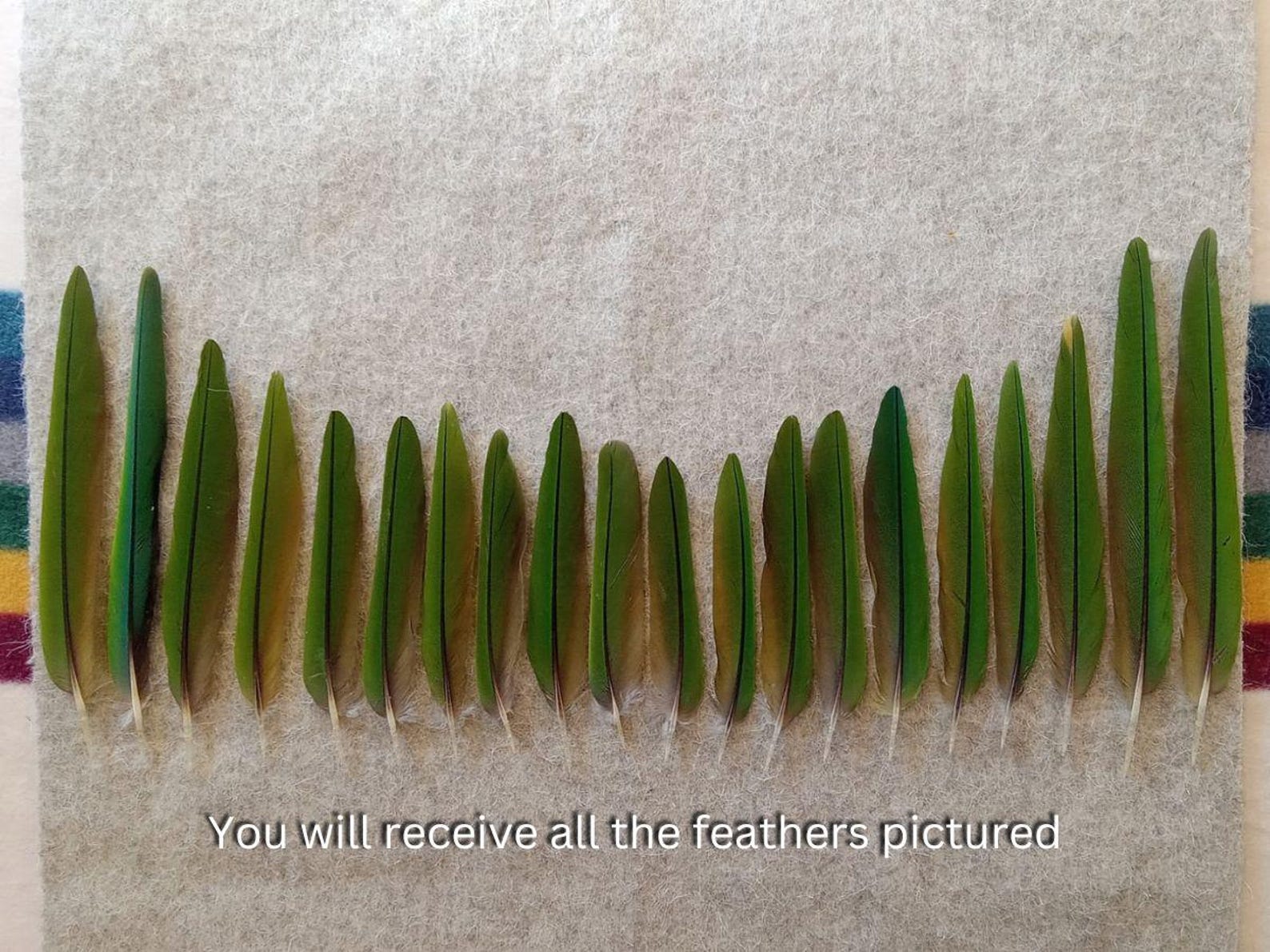 X114 - Conure Parrot Tail Feathers - Etsy