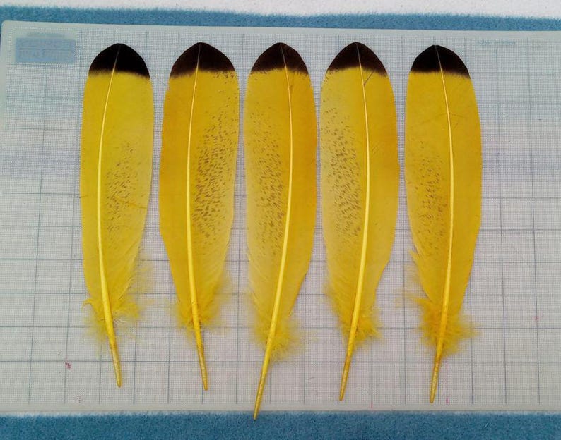 258 - Dyed Tail Feathers - Etsy