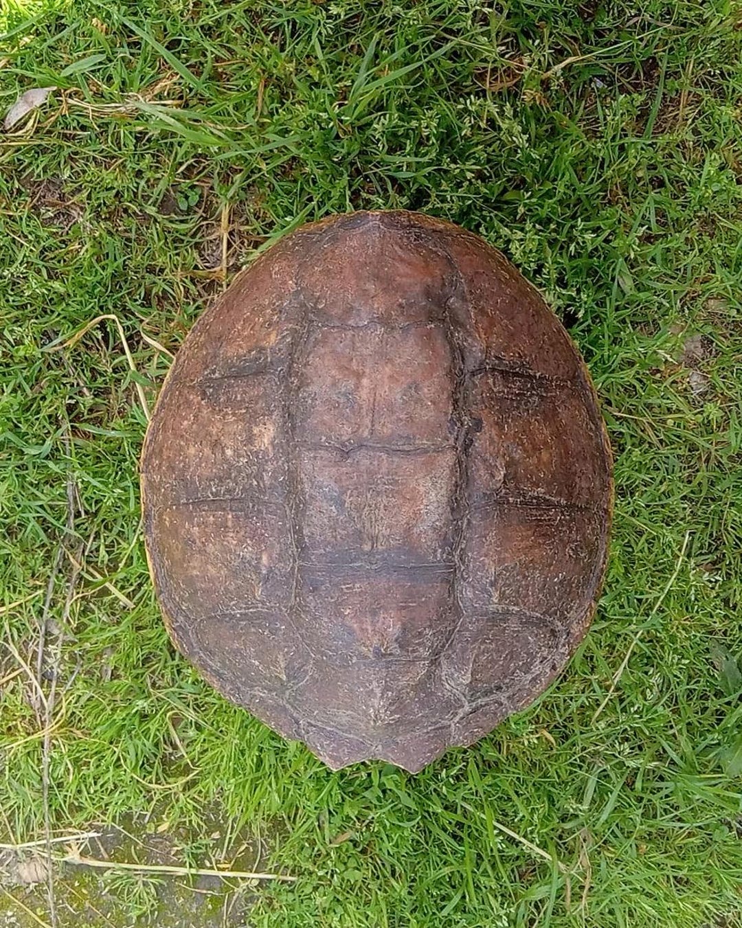 G303 - Snapping Turtle Shell - Etsy