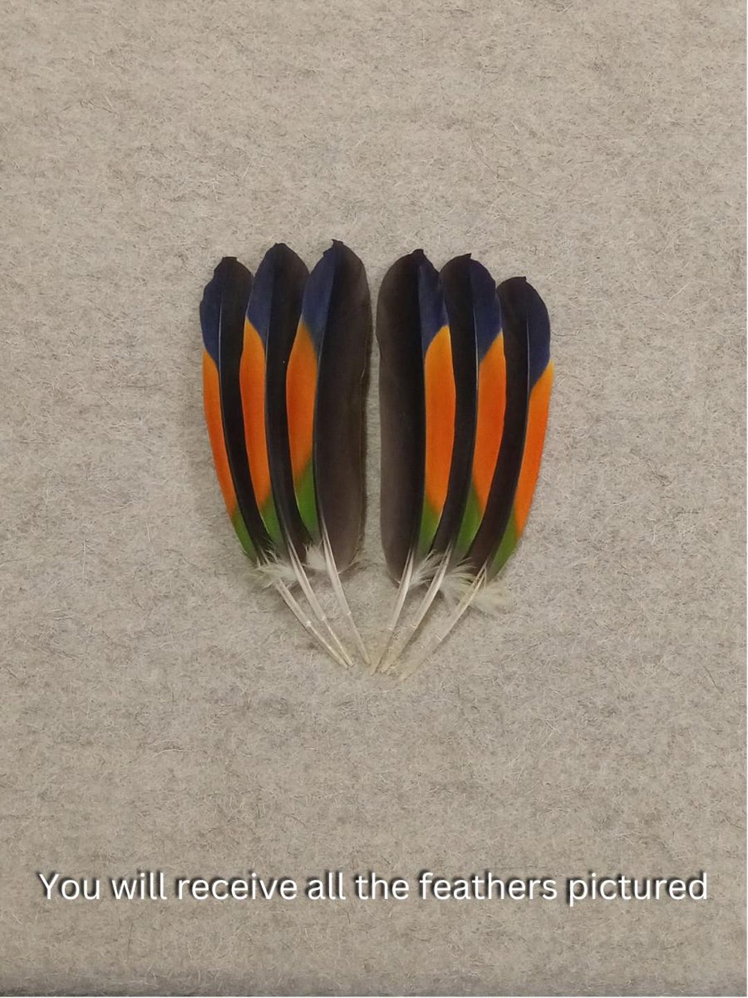 X125 Amazon Parrot Wing Feather - Etsy