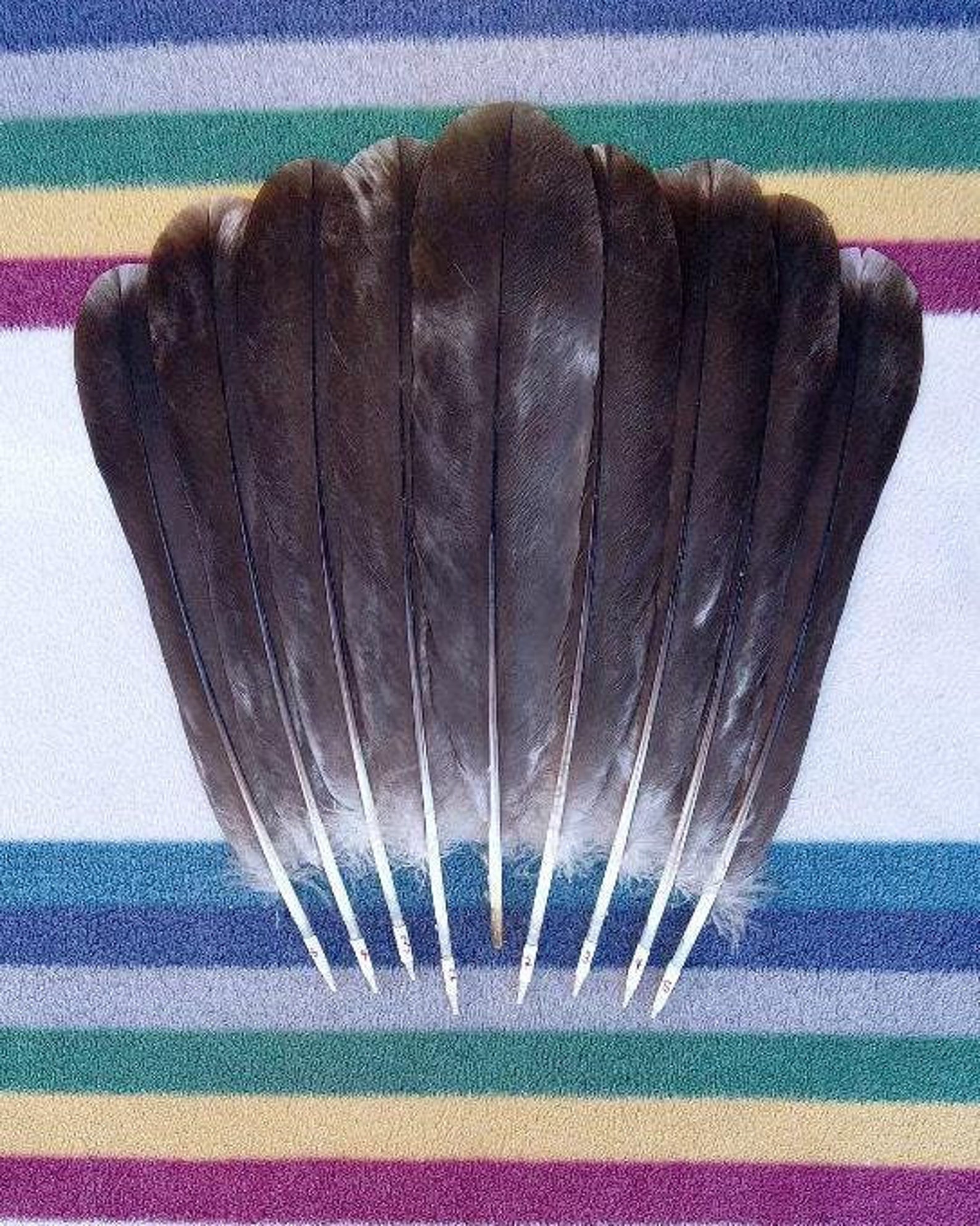 805 - Marbled Tail Feathers - Etsy