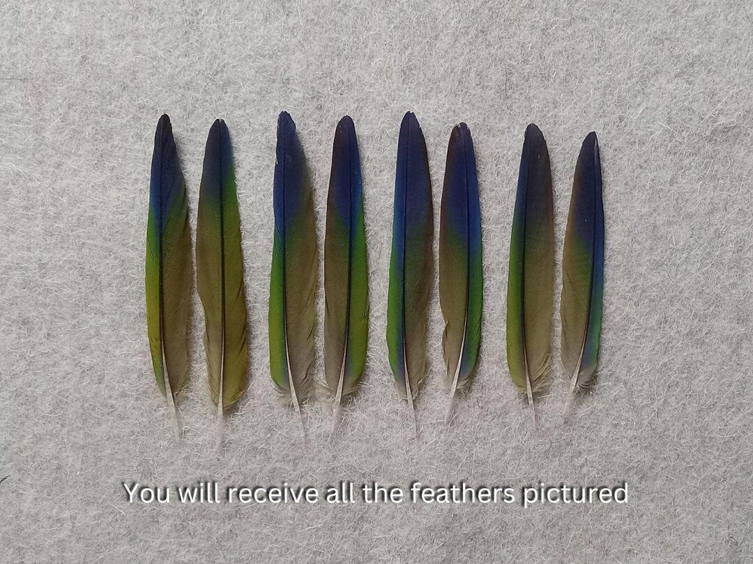 X311 - Sun Conure Parrot Tail Feathers - Etsy