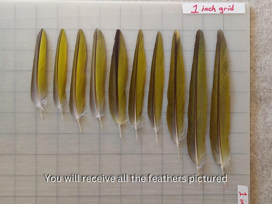 X114 - Conure Parrot Tail Feathers - Etsy