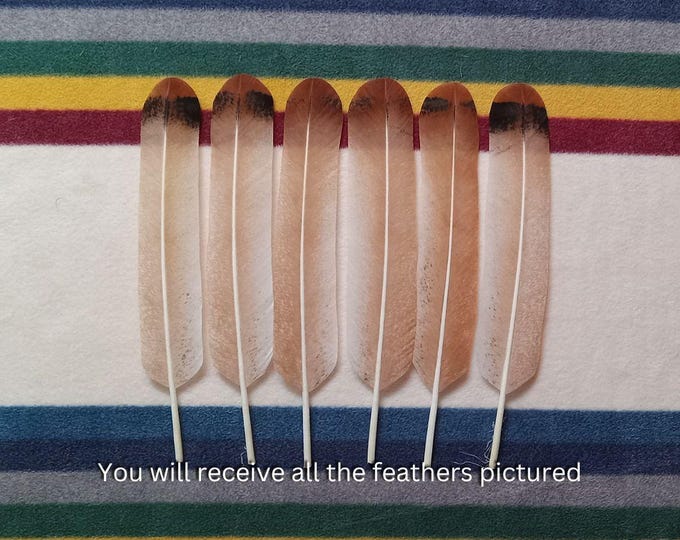 H130 - Legal Hawk Feather Set - Etsy