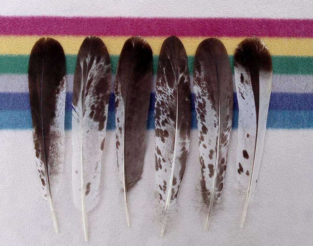 813 Legal Hawk Feather Set - Etsy