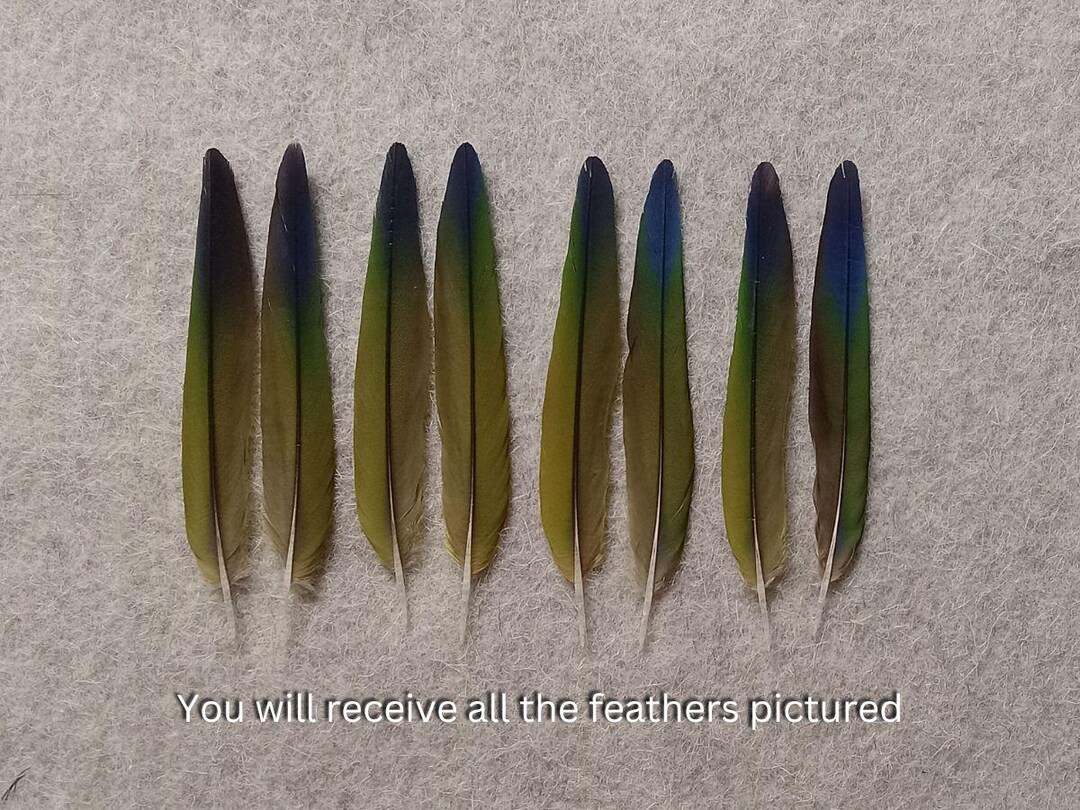 X312 - Sun Conure Parrot Tail Feathers - Etsy