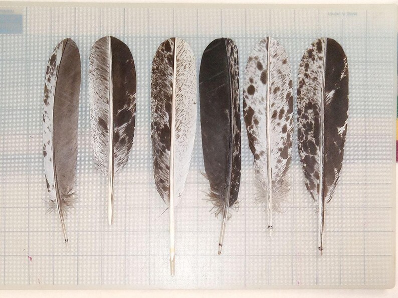 650 - Legal Hawk Feather Set - Etsy