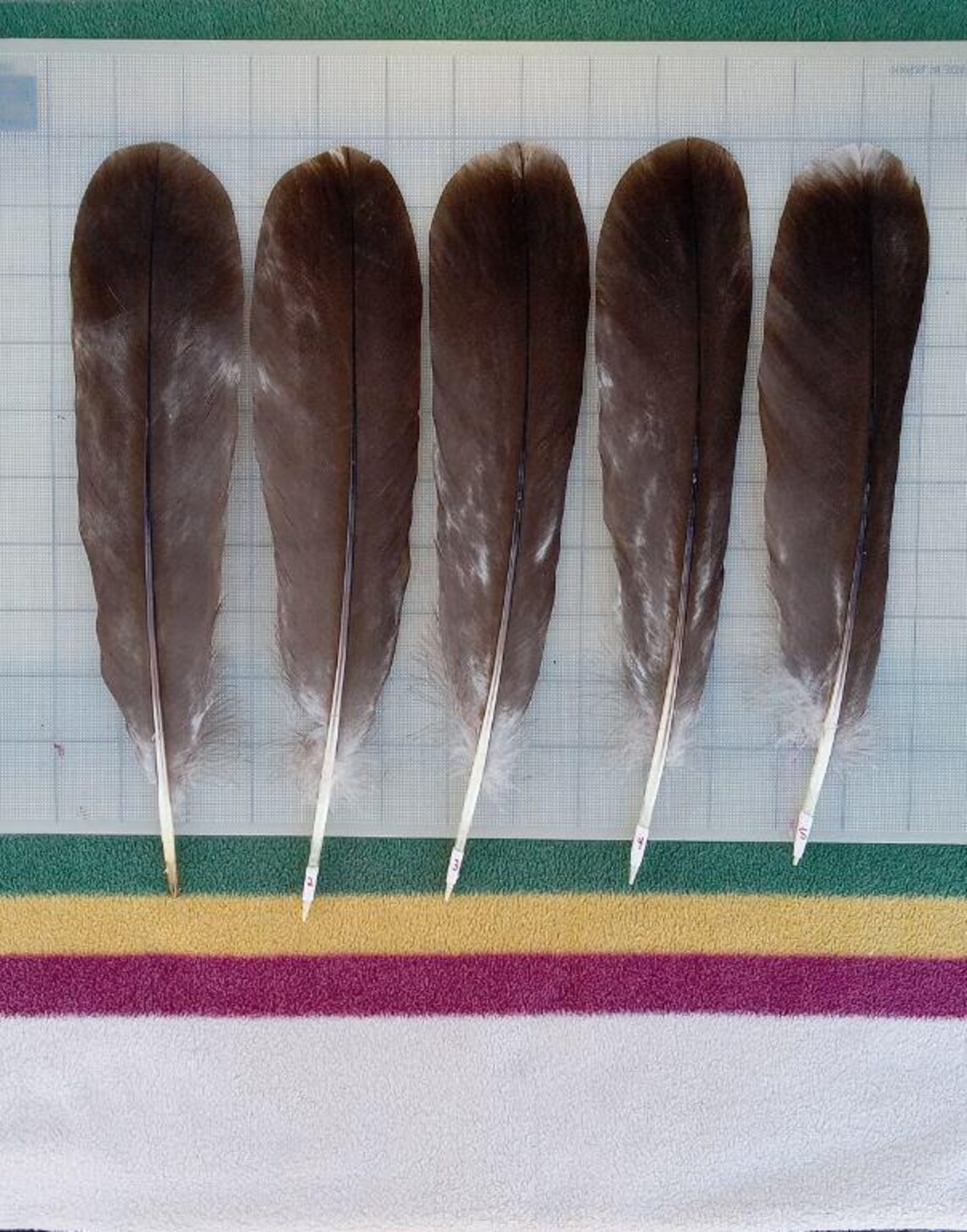 805 - Marbled Tail Feathers - Etsy