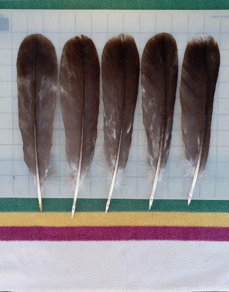 805 - Marbled Tail Feathers - Etsy