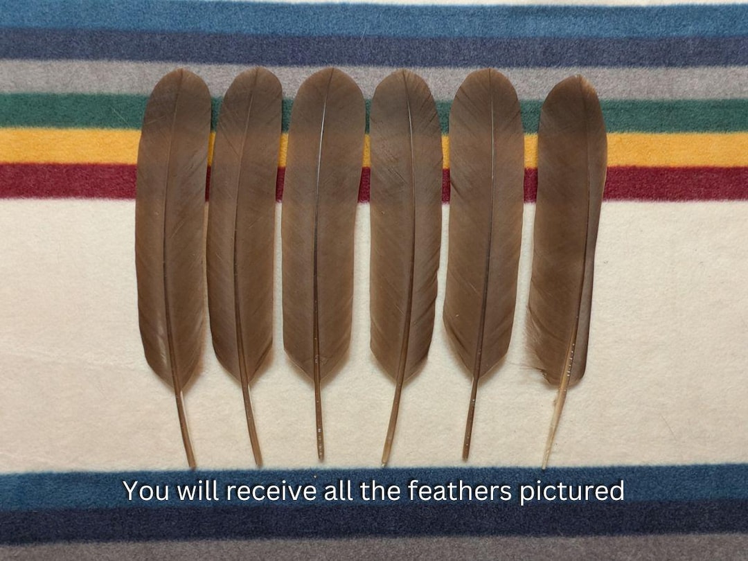 H139 - Legal Hawk Feather Set - Etsy Canada