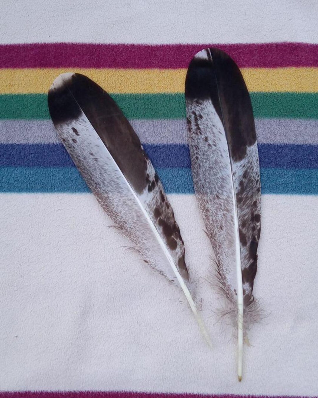 835 Porcupine Roach Feathers - Etsy