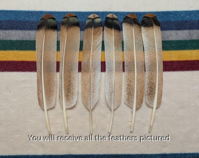 H148 - Legal Hawk Feather Set - Etsy