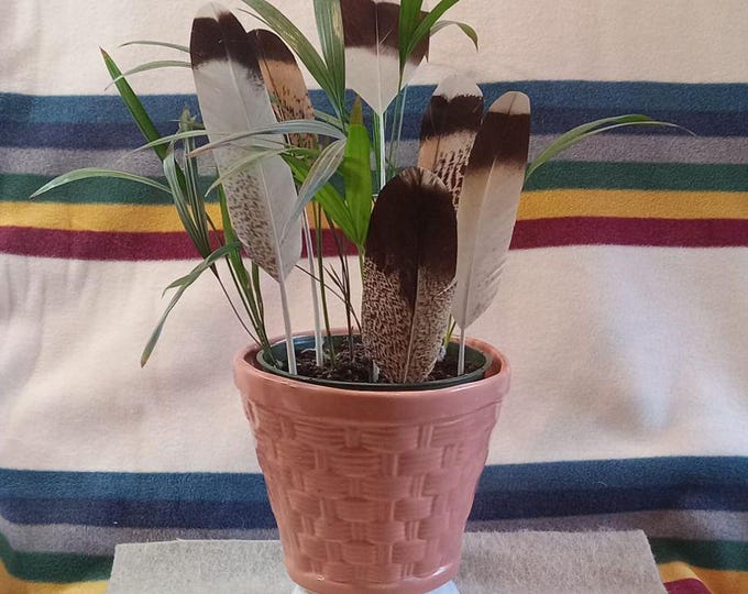 650 - Legal Hawk Feather Set - Etsy