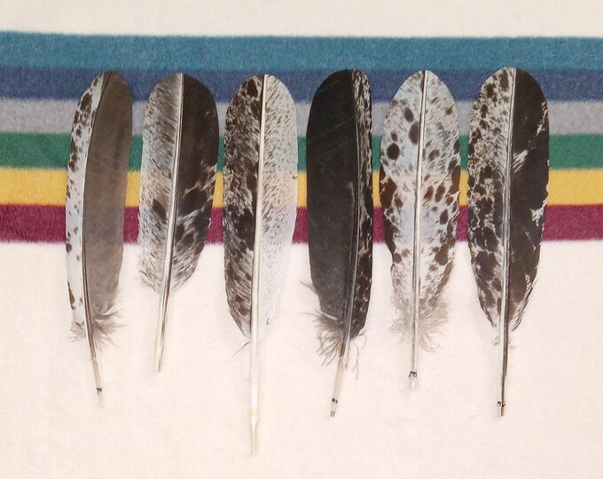 650 - Legal Hawk Feather Set - Etsy