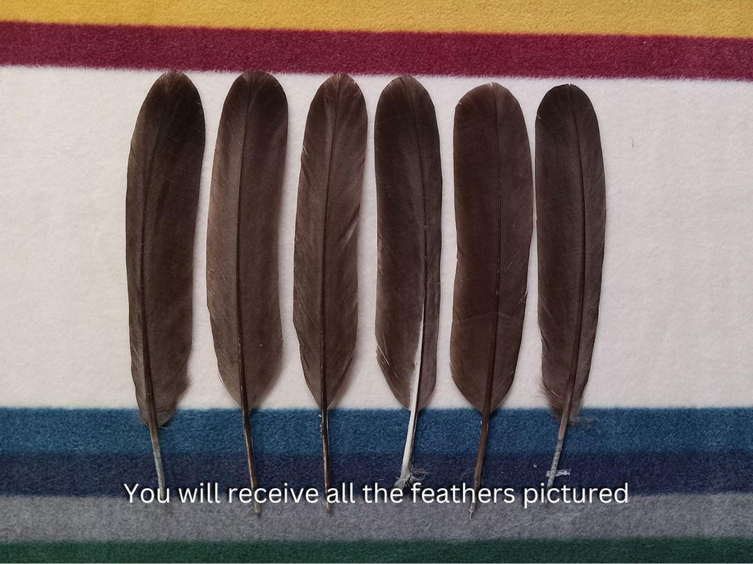 H116 - Legal Hawk Feather Set - Etsy