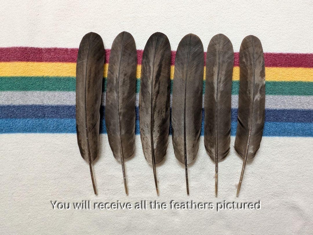 H151 - Legal Hawk Feather Set - Etsy