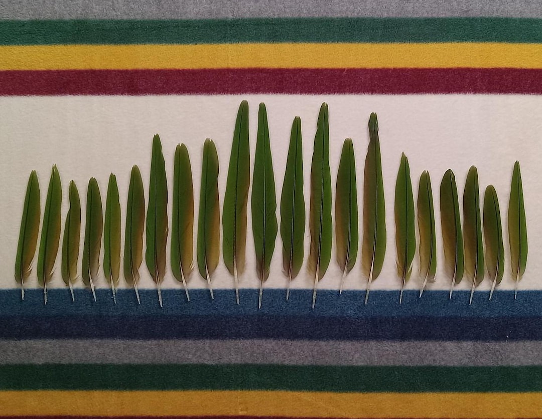 X118 - Conure Parrot Tail Feathers - Etsy