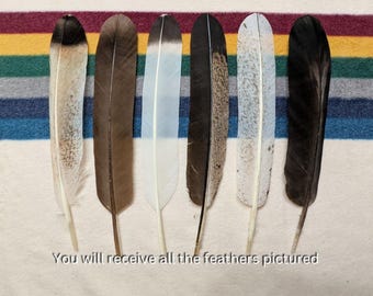 650 - Legal Hawk Feather Set - Etsy