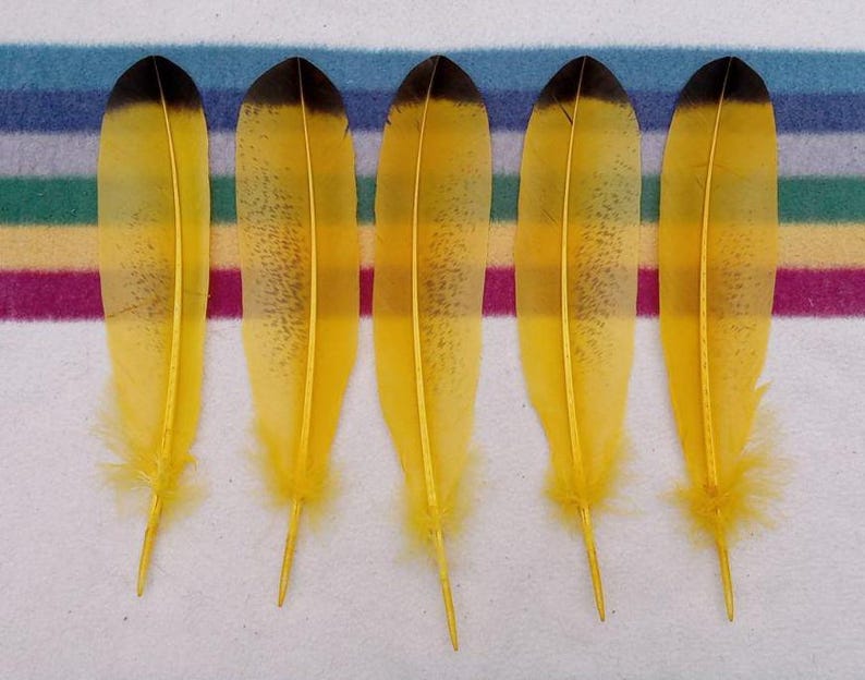 258 - Dyed Tail Feathers - Etsy