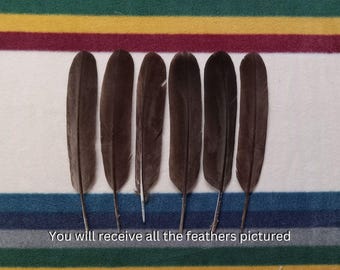 104 - Legal Hawk Feather Set - Etsy