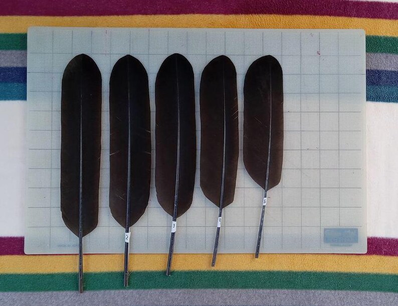 F255 - Legal Large Raven Tail - Etsy