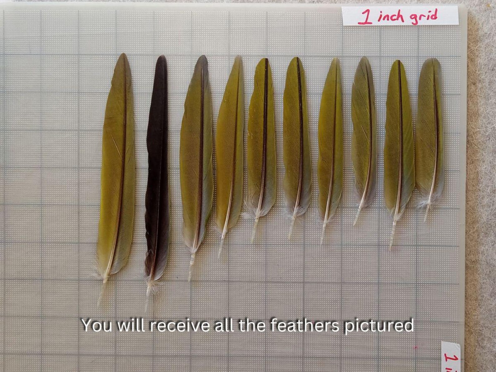 X114 - Conure Parrot Tail Feathers - Etsy