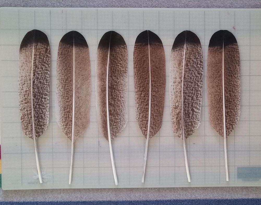 136 - Legal Hawk Feather Set - Etsy