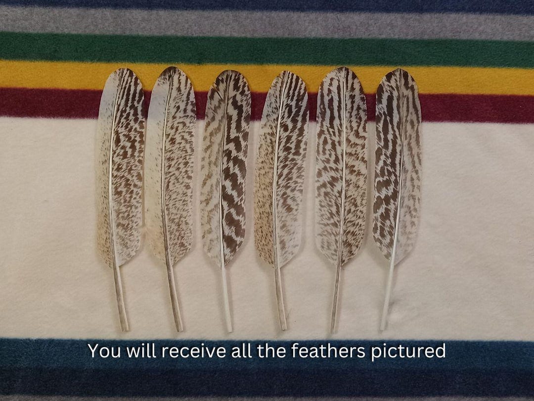 H111 - Legal Hawk Feather Set - Etsy